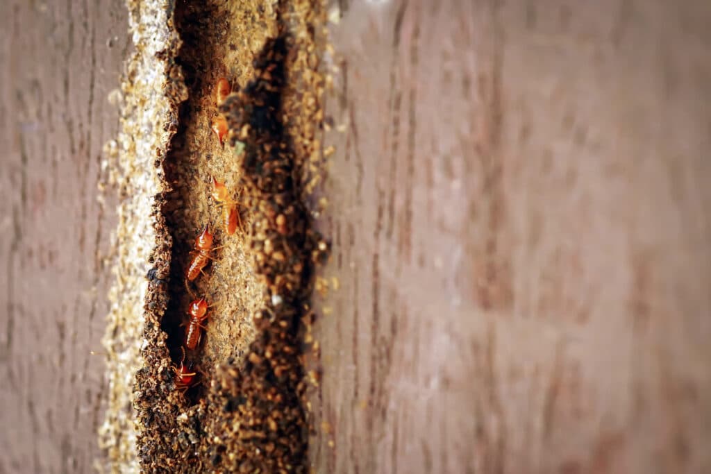Why Termite Inspections Matter for New Homes